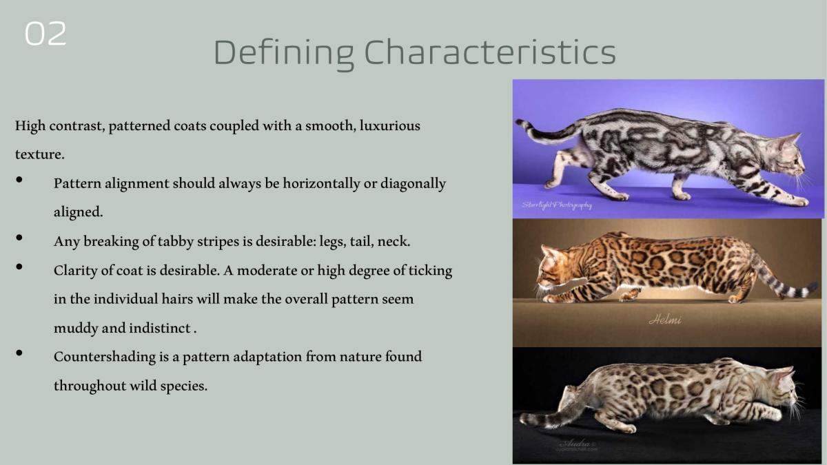 Cat Coat Color Genetics Chart at Joseph Shupe blog