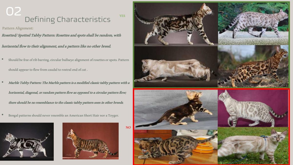 Bengal Info | Bengalheritage Cats | Bengal Cats