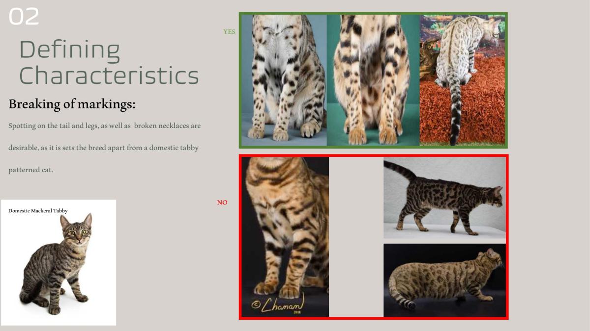 Bengal Info | Bengalheritage Cats | Bengal Cats