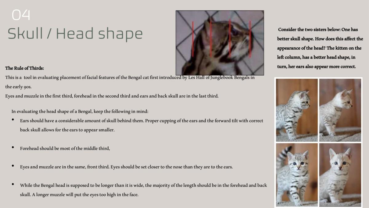 The Standard | Bengalheritage Cats | Bengal Cats