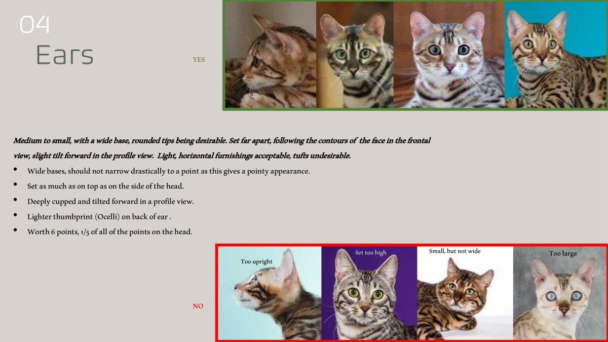 The Standard | Bengalheritage Cats | Bengal Cats