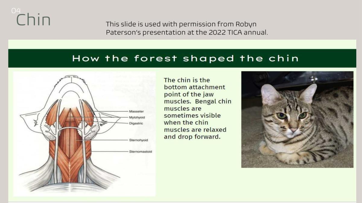 Bengal Info | Bengalheritage Cats | Bengal Cats