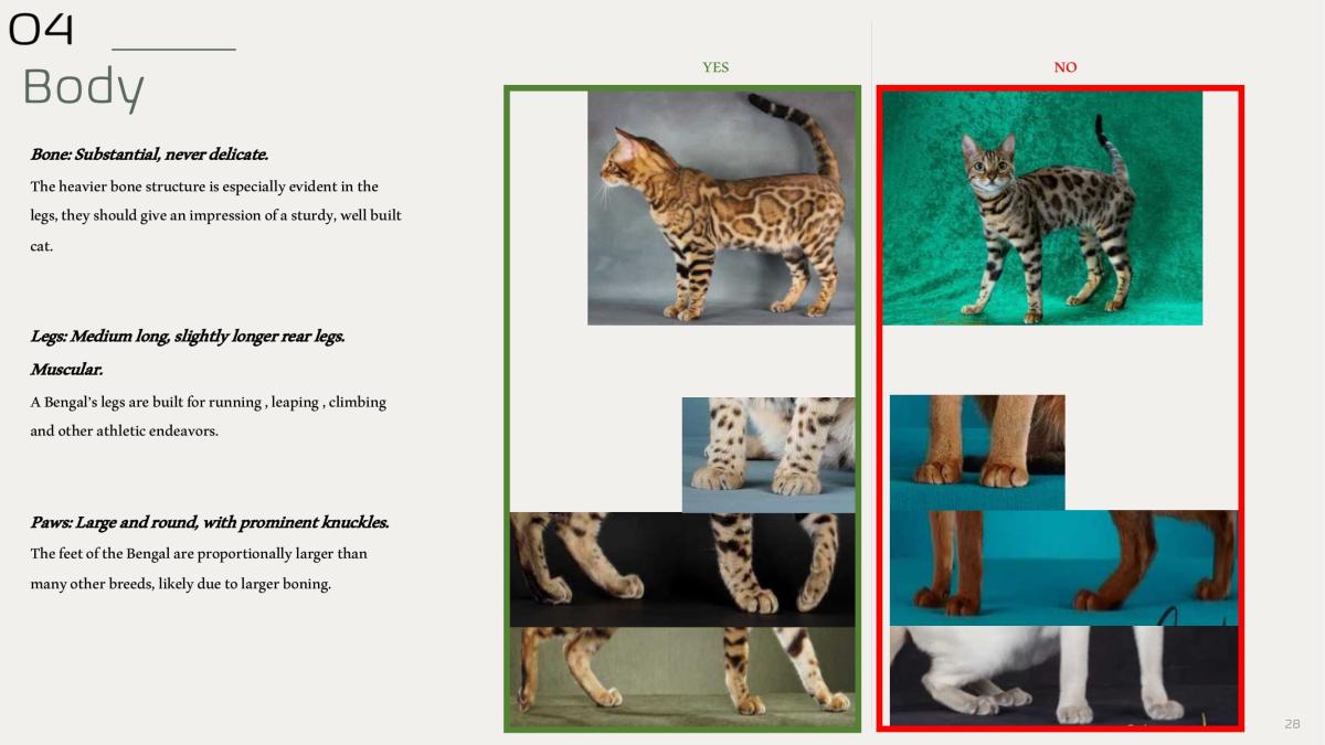 The Standard | Bengalheritage Cats | Bengal Cats