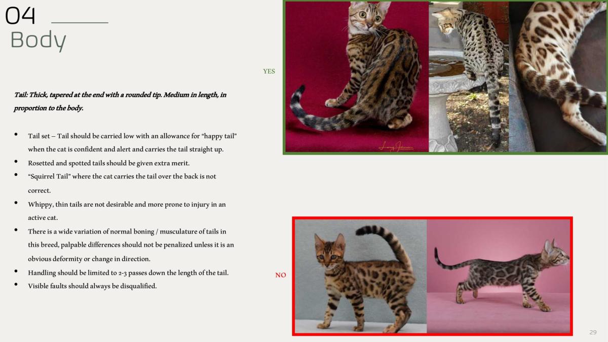 Bengal Info | Bengalheritage Cats | Bengal Cats