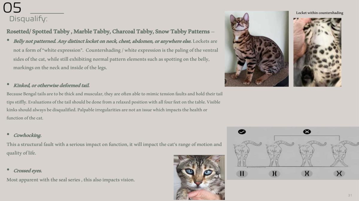 Bengal Info | Bengalheritage Cats | Bengal Cats