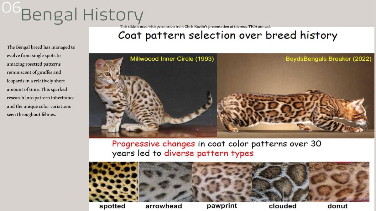 Bengal Info | Bengalheritage Cats | Bengal Cats