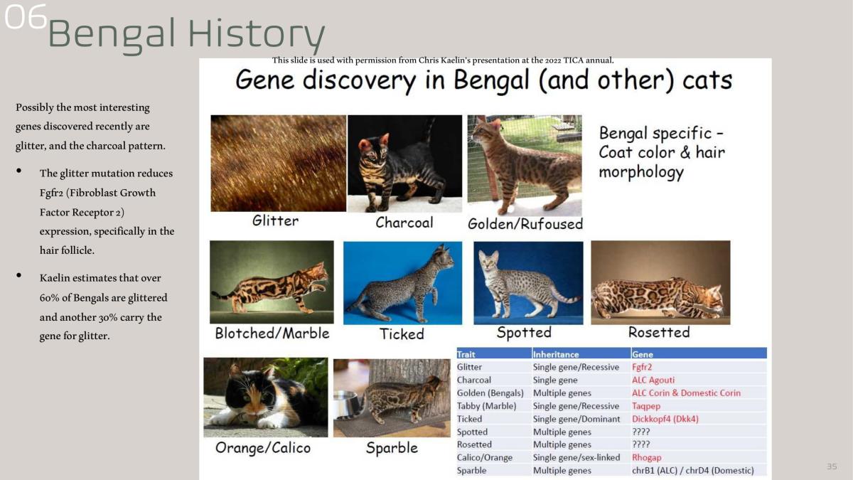 The Bengal Timeline & History | Bengalheritage Cats | Bengal Cats