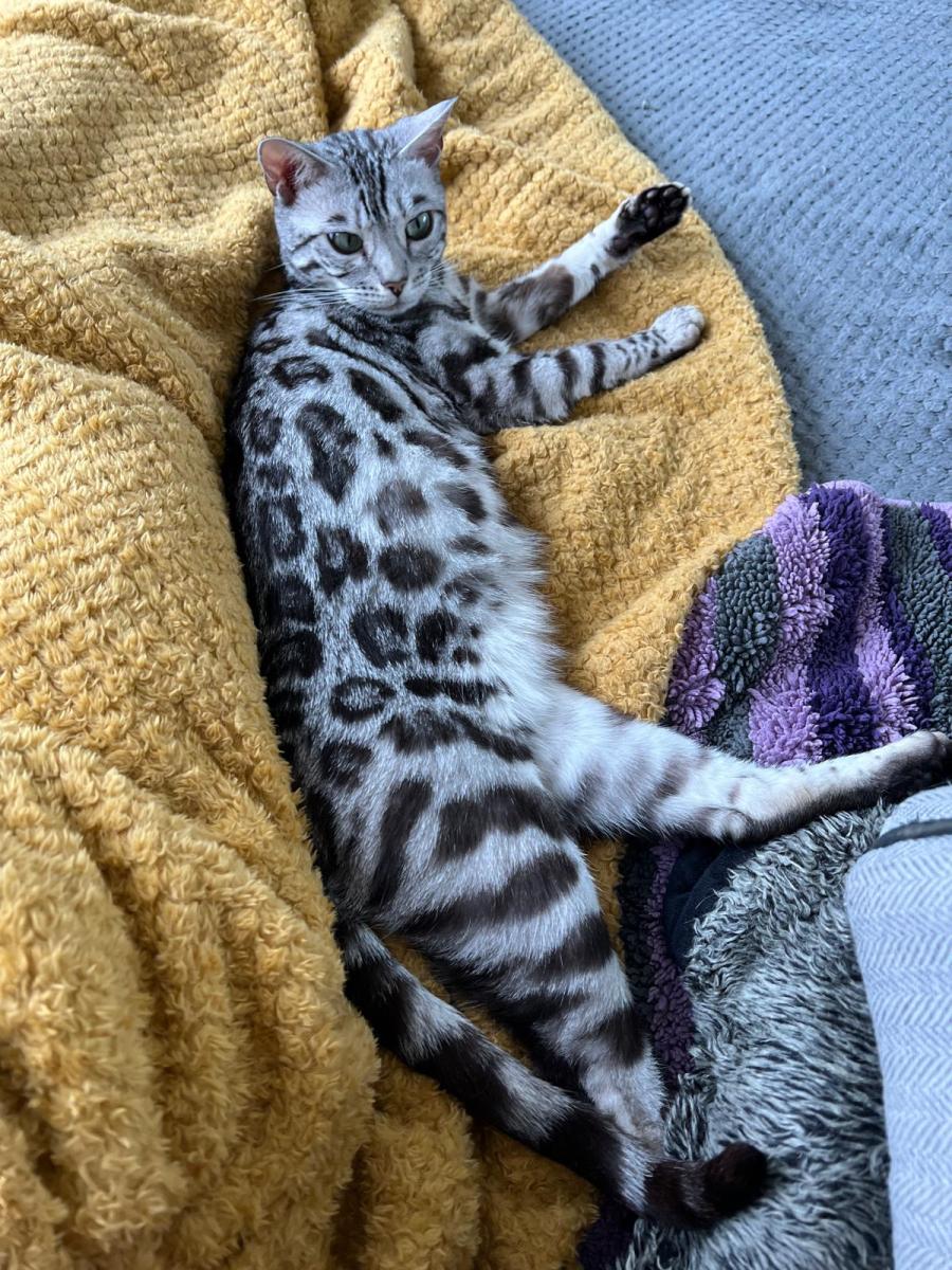 Bengal for Adoption | Bengalheritage Cats | Bengal Cats