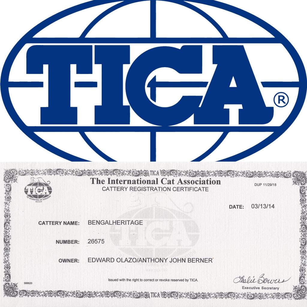 TICA Cattery Registration | Bengalheritage Cats | Bengal Cats