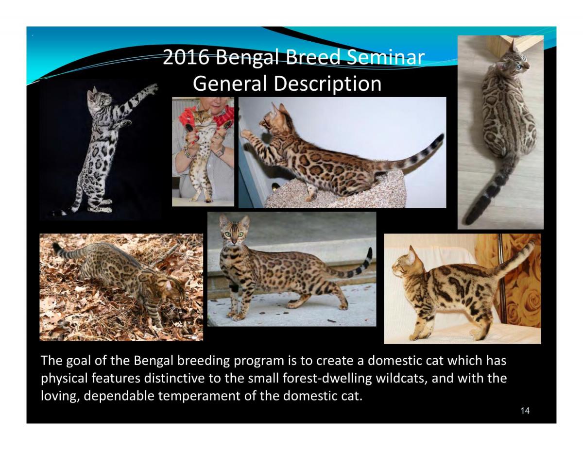 Bengal Info | Bengalheritage Cats | Bengal Cats