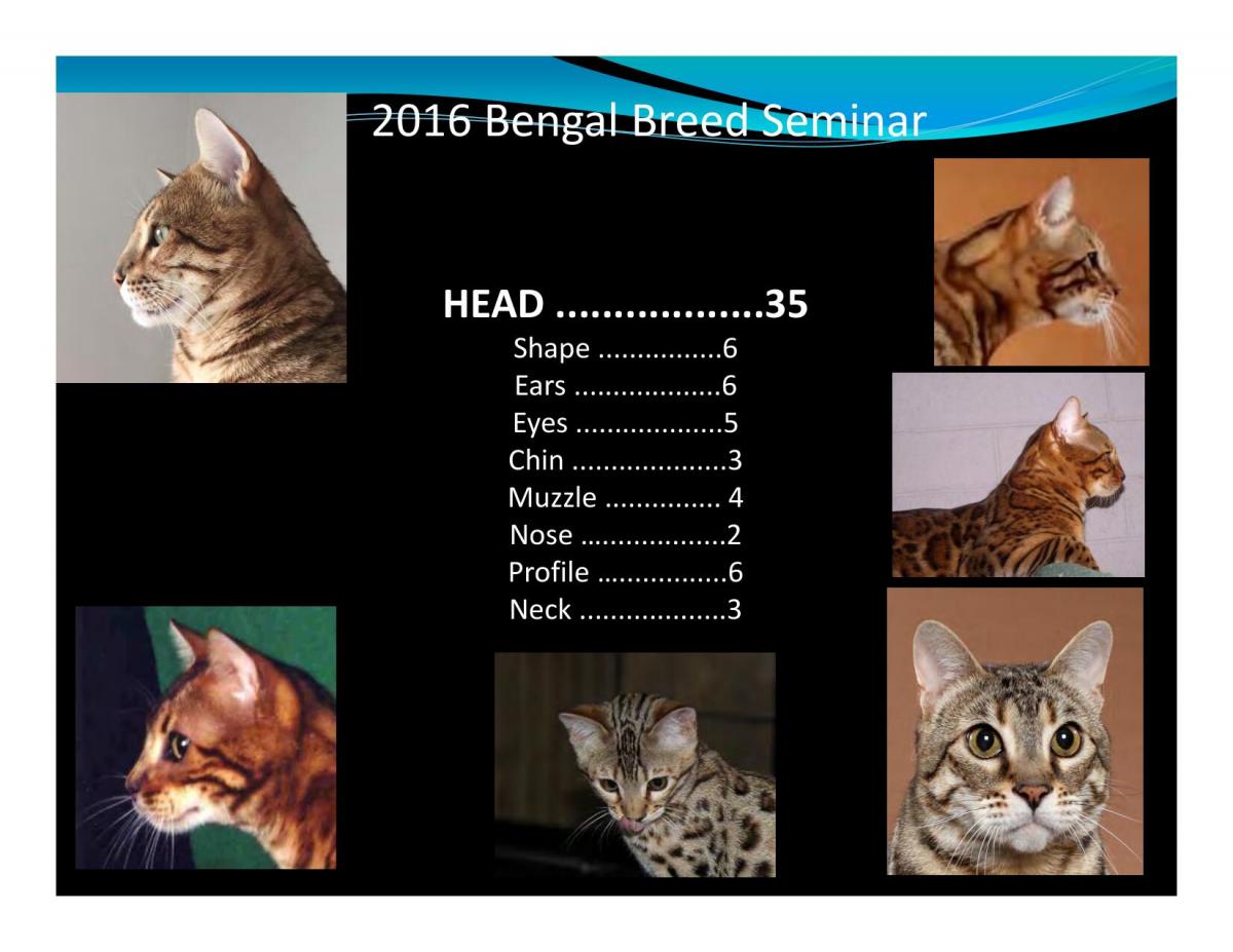 Bengal Info | Bengalheritage Cats | Bengal Cats