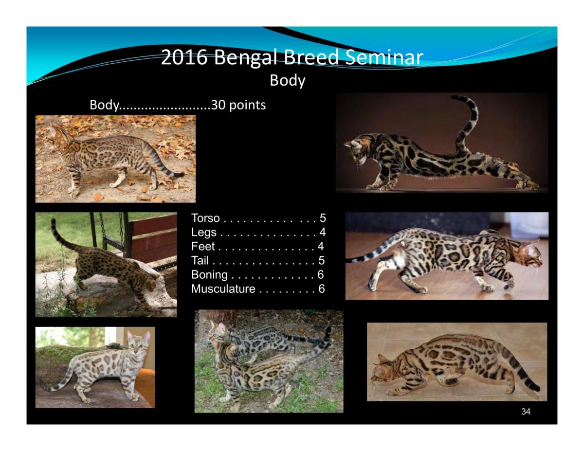 Bengal Info | Bengalheritage Cats | Bengal Cats