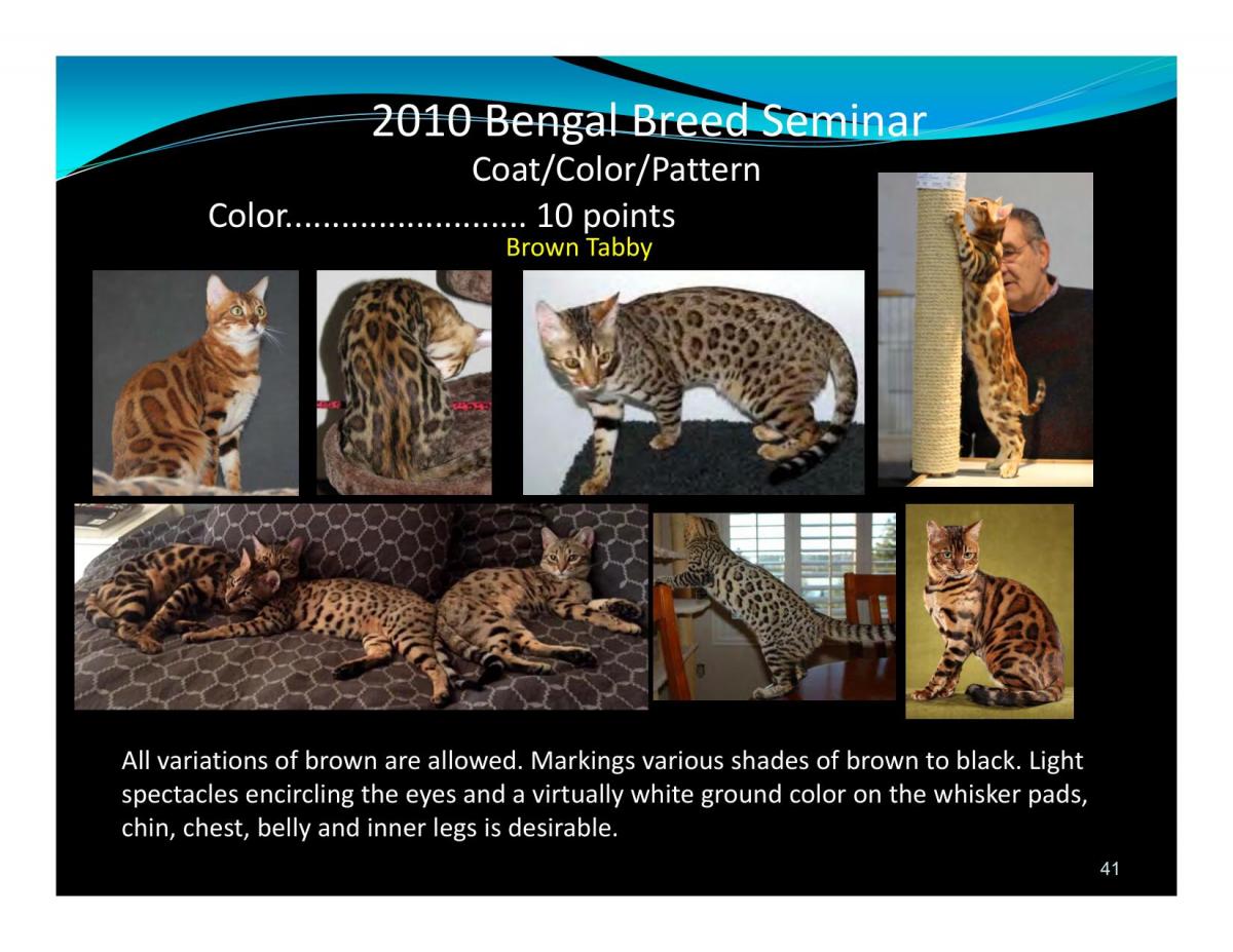 Bengal Info | Bengalheritage Cats | Bengal Cats