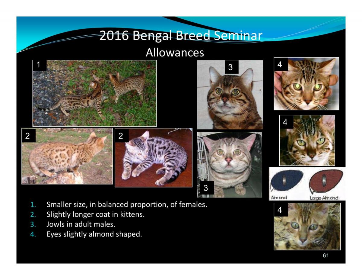 Bengal Info | Bengalheritage Cats | Bengal Cats
