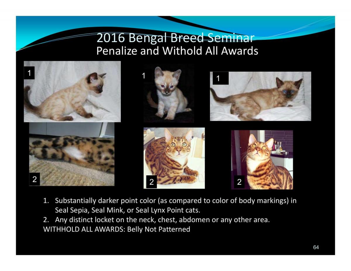 Bengal Info | Bengalheritage Cats | Bengal Cats