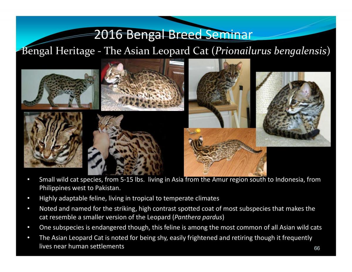 Bengal Heritage-The Asian Leopard Cat | Bengalheritage Cats | Bengal Cats
