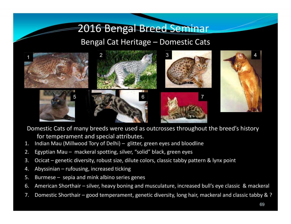 Bengal Info | Bengalheritage Cats | Bengal Cats