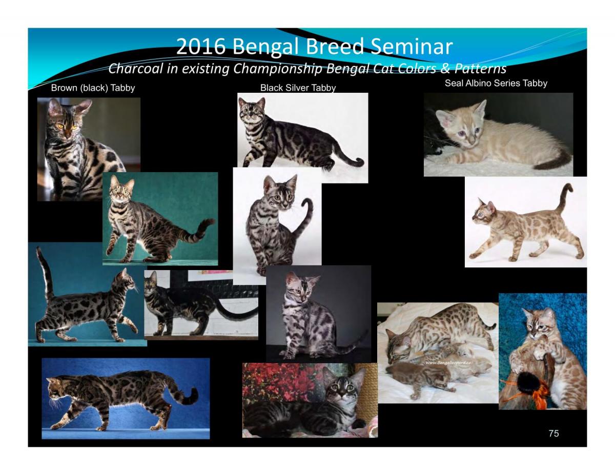 Charcoal in existing Championship Bengal Cat Colors & Patterns ...