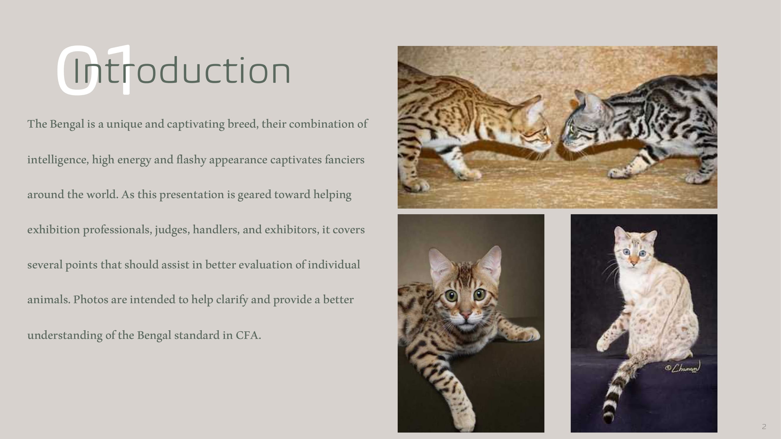 Bengal Kittens and Cats for Sale | Bengalheritage Cats Ltd.