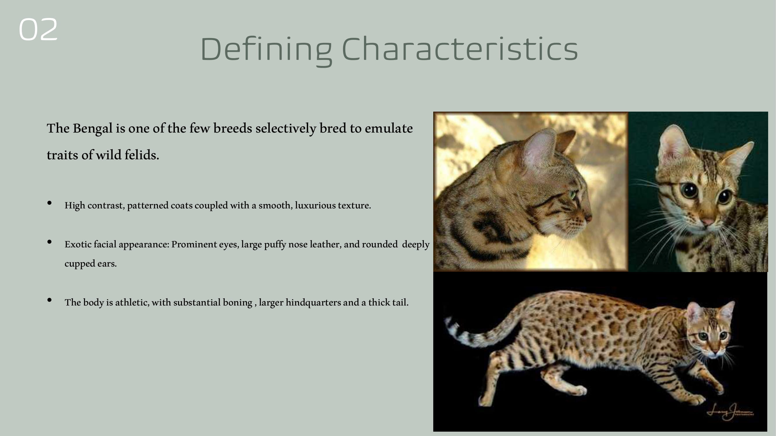 Defining Characteristics | Bengalheritage Cats | Bengal Cats