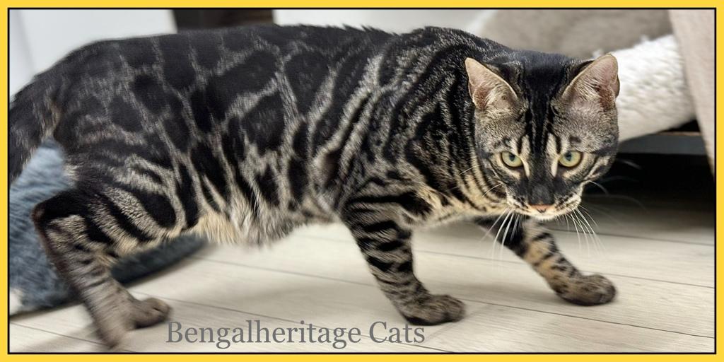 Bengal Kitten For Sale | Bengalheritage Cats | Bengal Cats