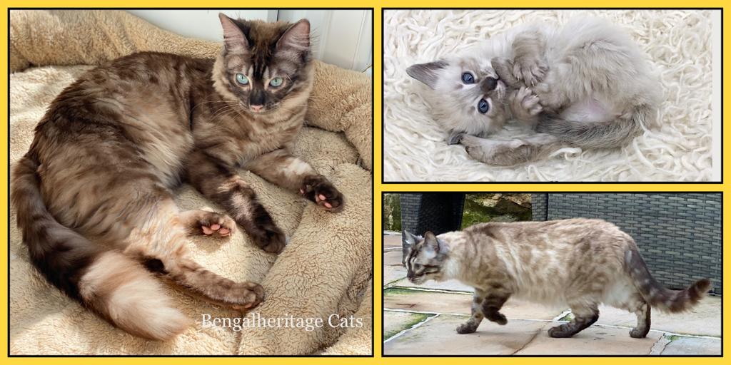 Cashmere Bengal Kittens | Bengalheritage Cats Ltd. | VIEW MORE
