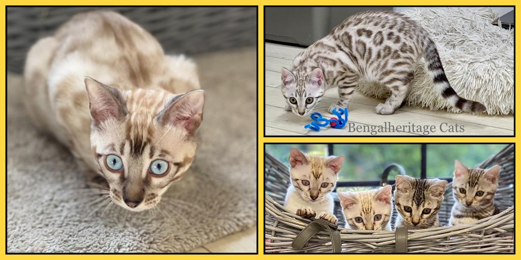 Snow Bengal Kittens | Bengalheritage Cats Ltd. | VIEW MORE